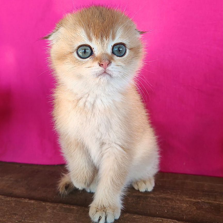 Шотландский вислоухий короткошёрстный котёнок