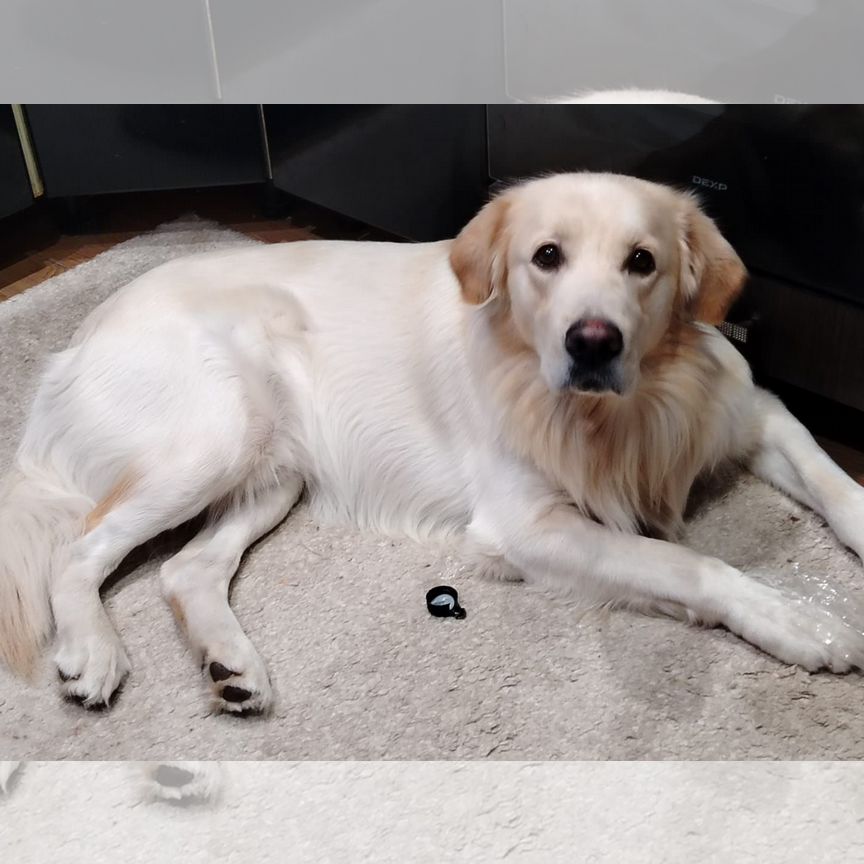 Золотистый ретривер, взрослый пёс