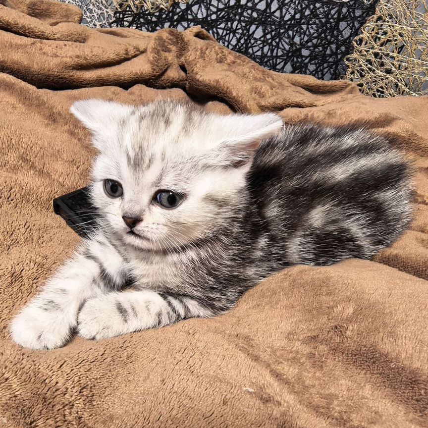 Шотландский вислоухий короткошёрстный котёнок