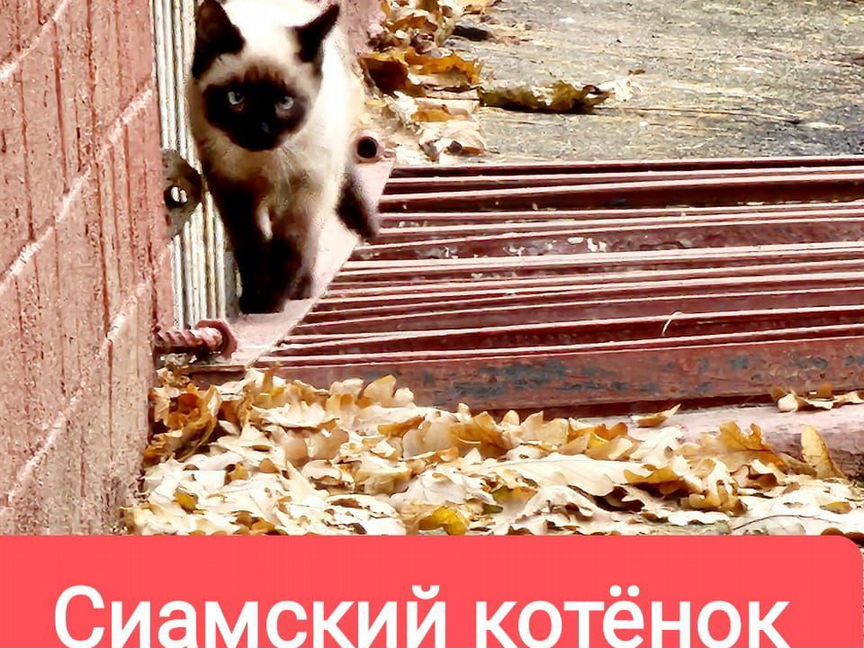 Спасите сиамского котёнка