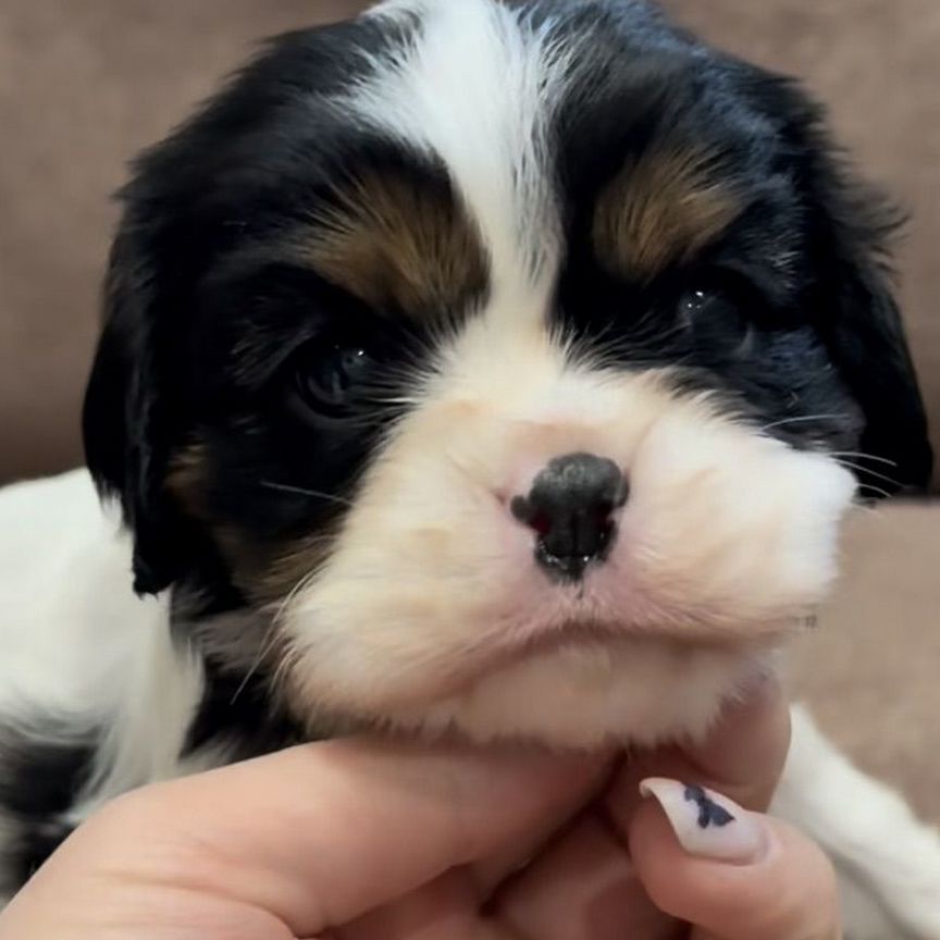 Кавалер кинг-чарльз-спаниель, щенок