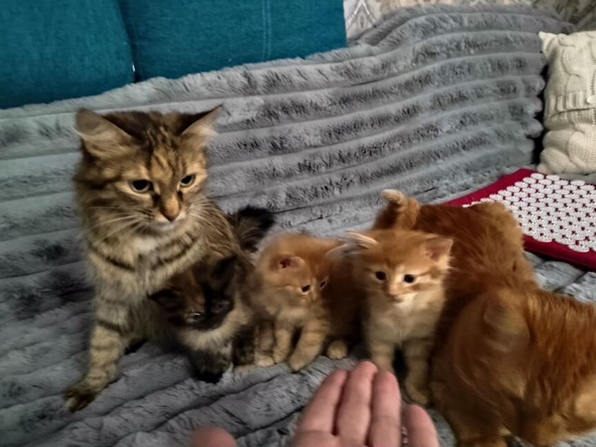 Котята Солнышки и Ночка