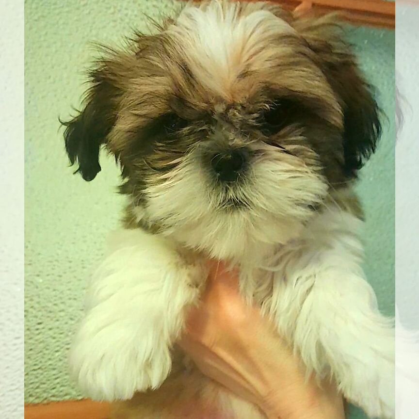 Ши-тцу, щенок