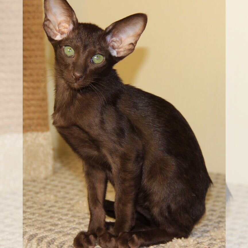 Ориентальный котёнок