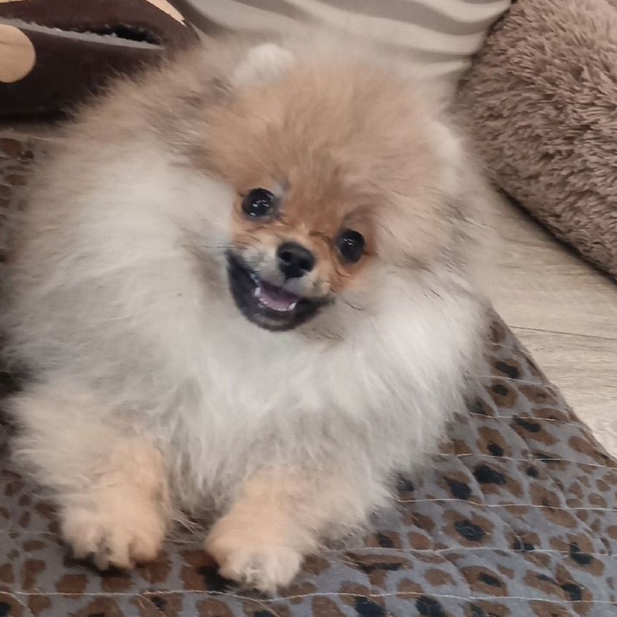 Померанский шпиц, щенок