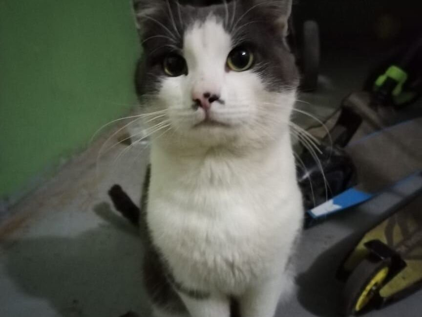 Котик в добрые руки