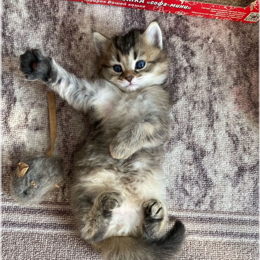 Котята