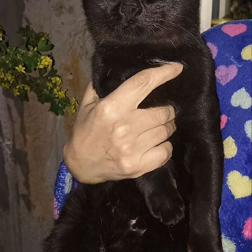 Красивый черный котик