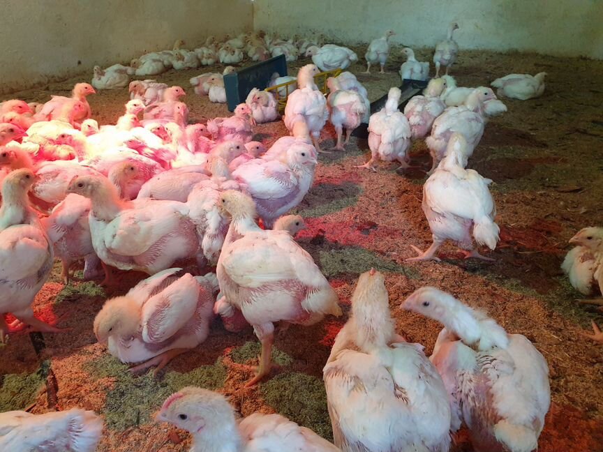 Куры бройлеры и утки