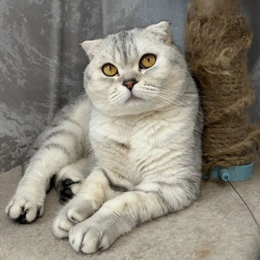 Шотландская вислоухая короткошёрстная, взрослая кошка