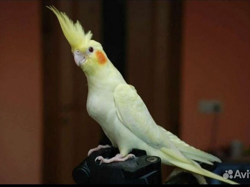 Продам попугая Корела