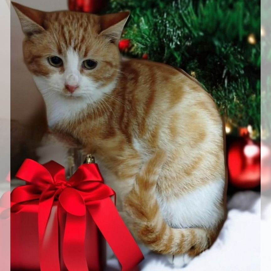 Котёнок в добрые руки