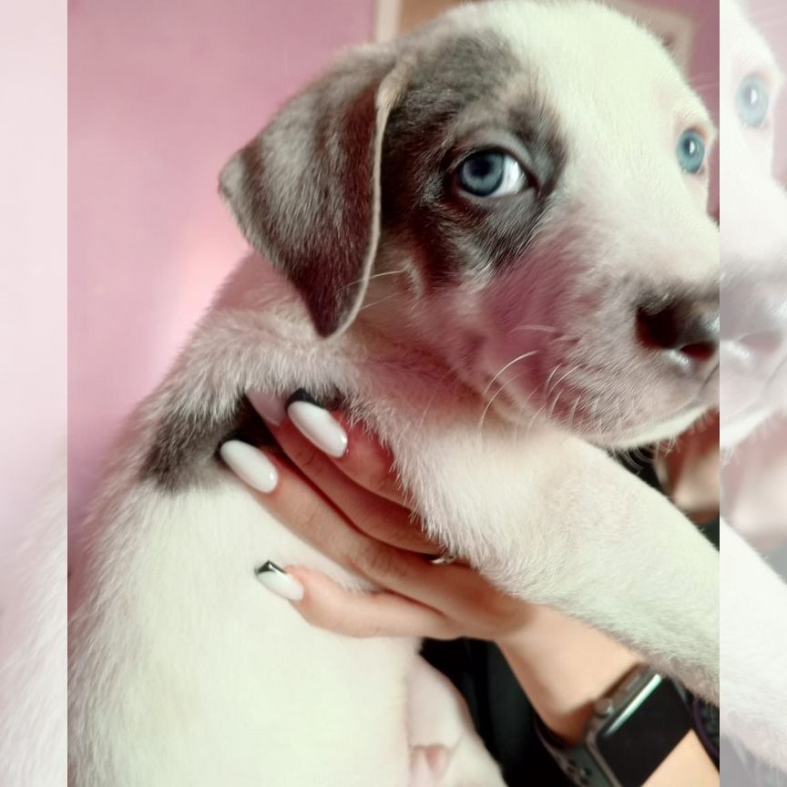 Щенки стаффорда