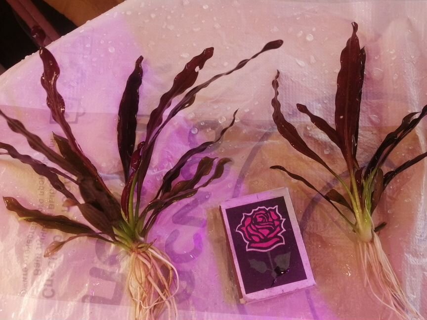 Эхинодорус "Магрибинец" Анубиас нана