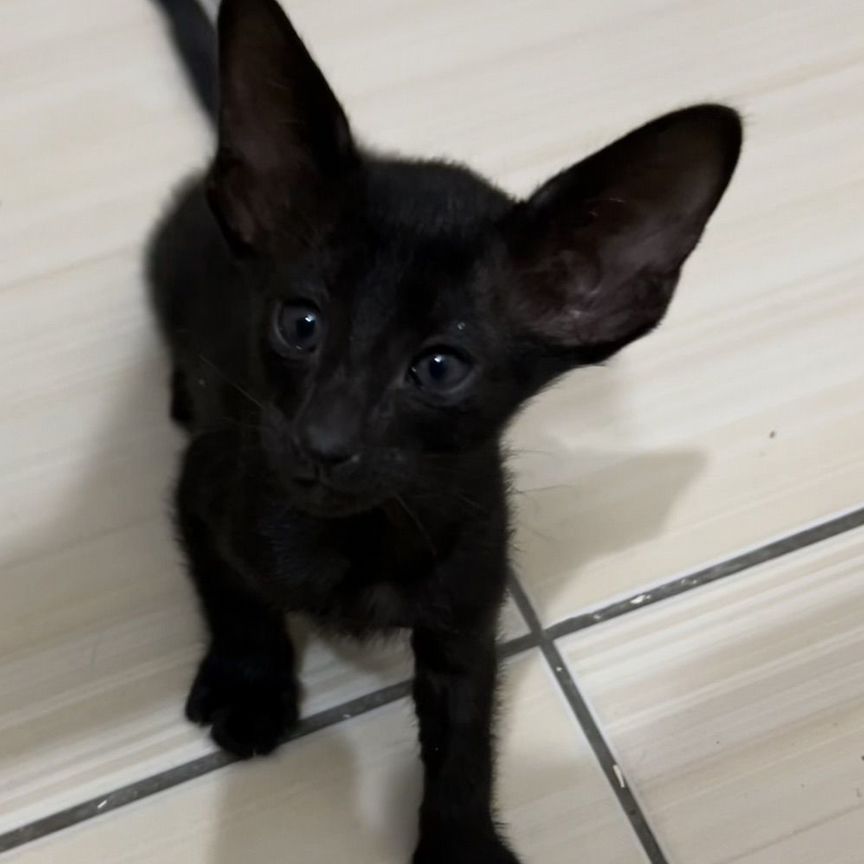 Ориентальный котенок