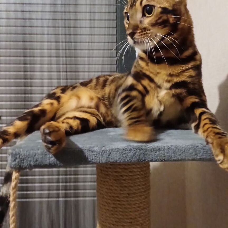 Отдам бесплатно котика