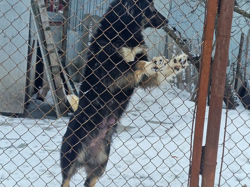 Мальчики в хорошие руки. Для охраны