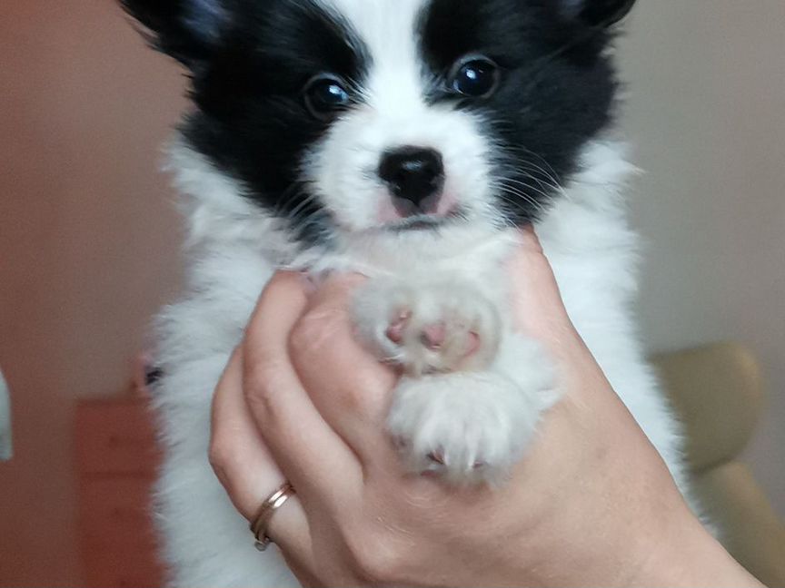 Папийон