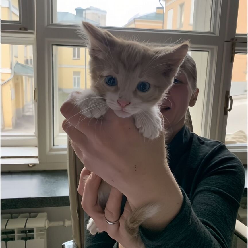Котёнок в добрые руки