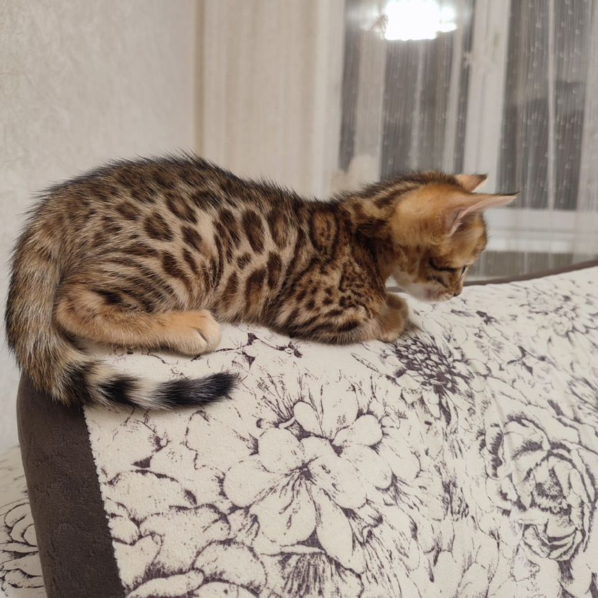 Бенгальская кошечка 1.5 месяца