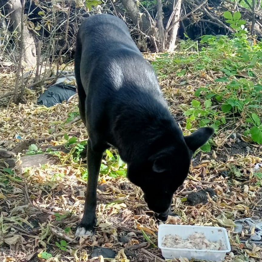 Собака в добрые руки