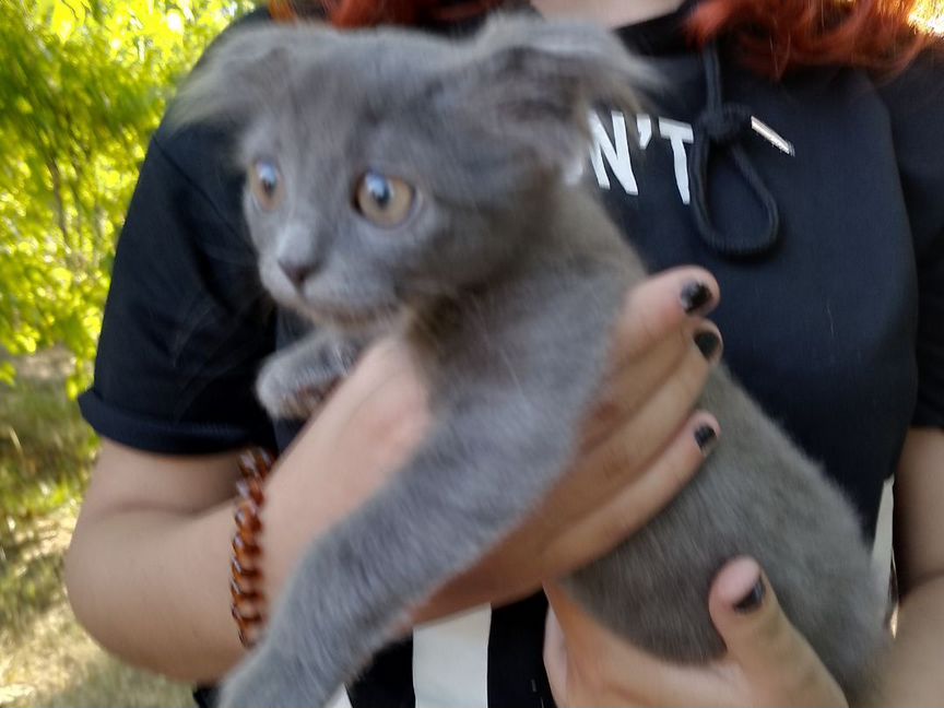 Кошка