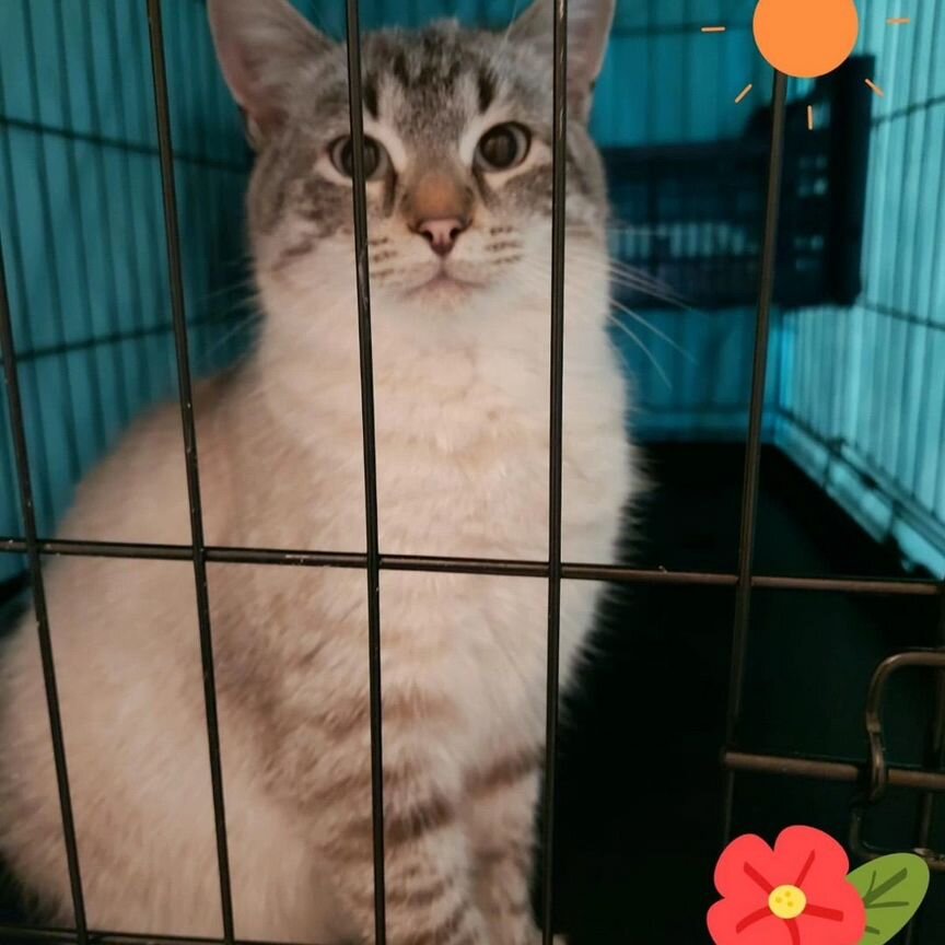 Голубоглазый котик ищет себе хозяина