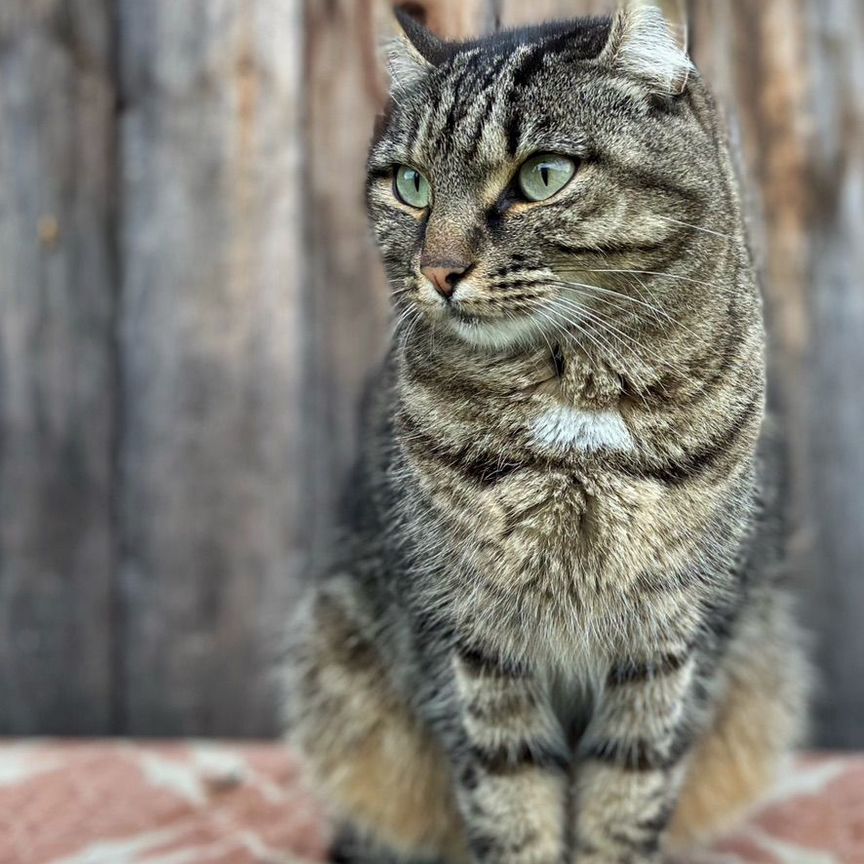 Кошечка Кира