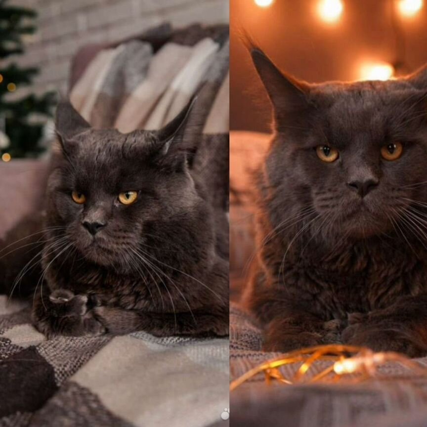 Мейн-кун, взрослая кошка