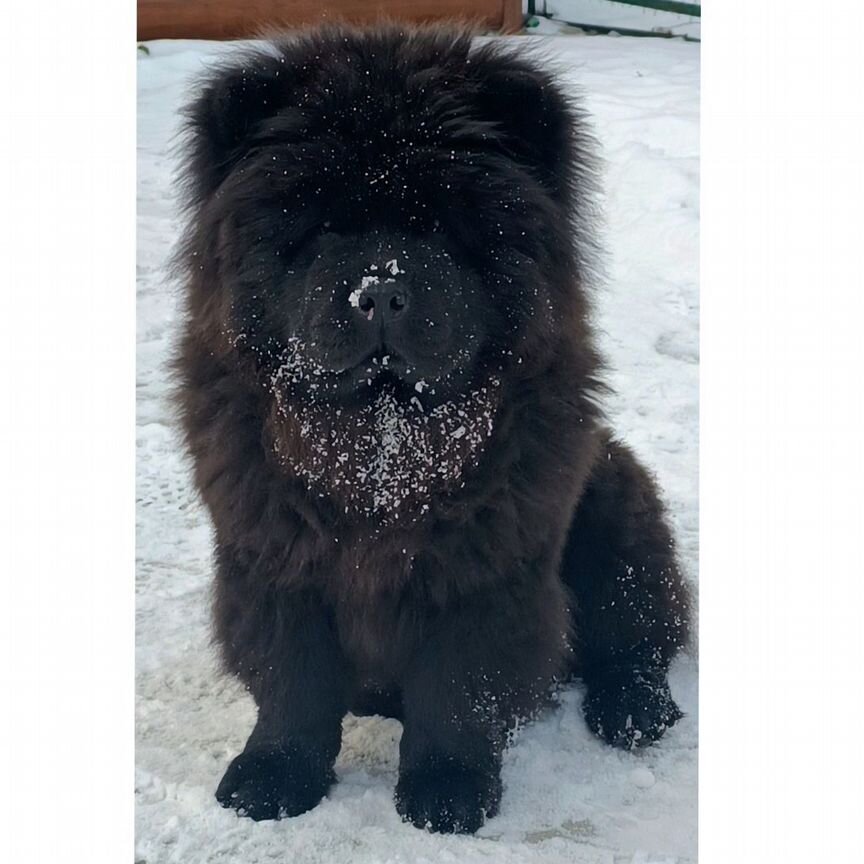 Чау-чау, щенок