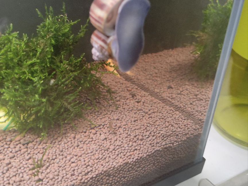 Ампулярия фиолетовая