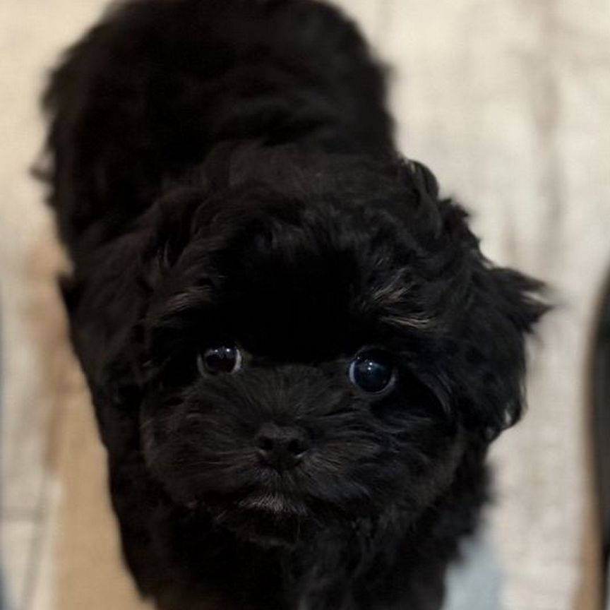 Мальтипу, щенок