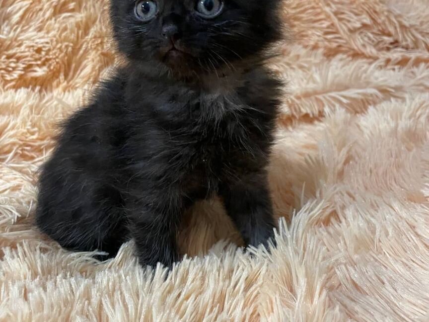 Котята