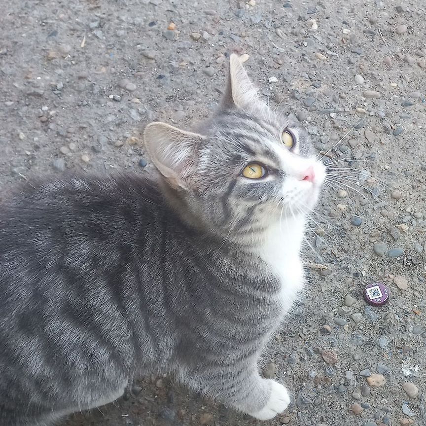 Котик ищет дом