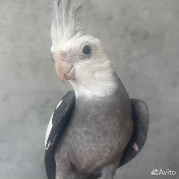 Супер Ручной птенчик безщекой кореллы