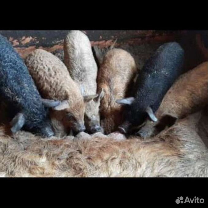 Поросята венгерской мангалицы