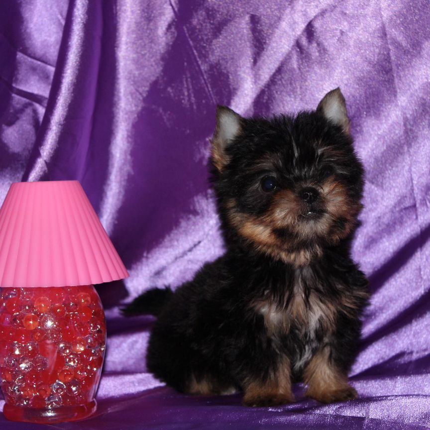 Маленькая красотка