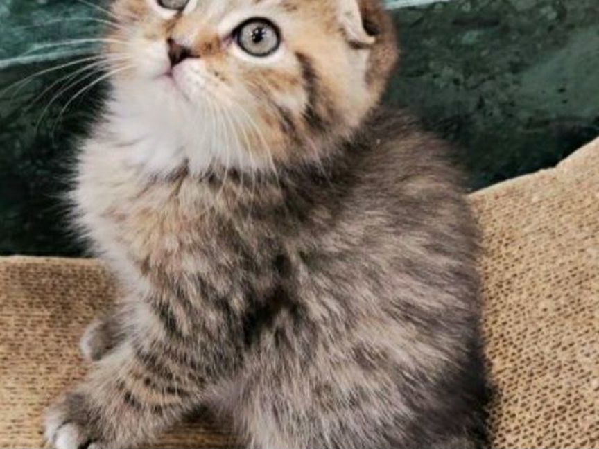 Шотландские красатульки