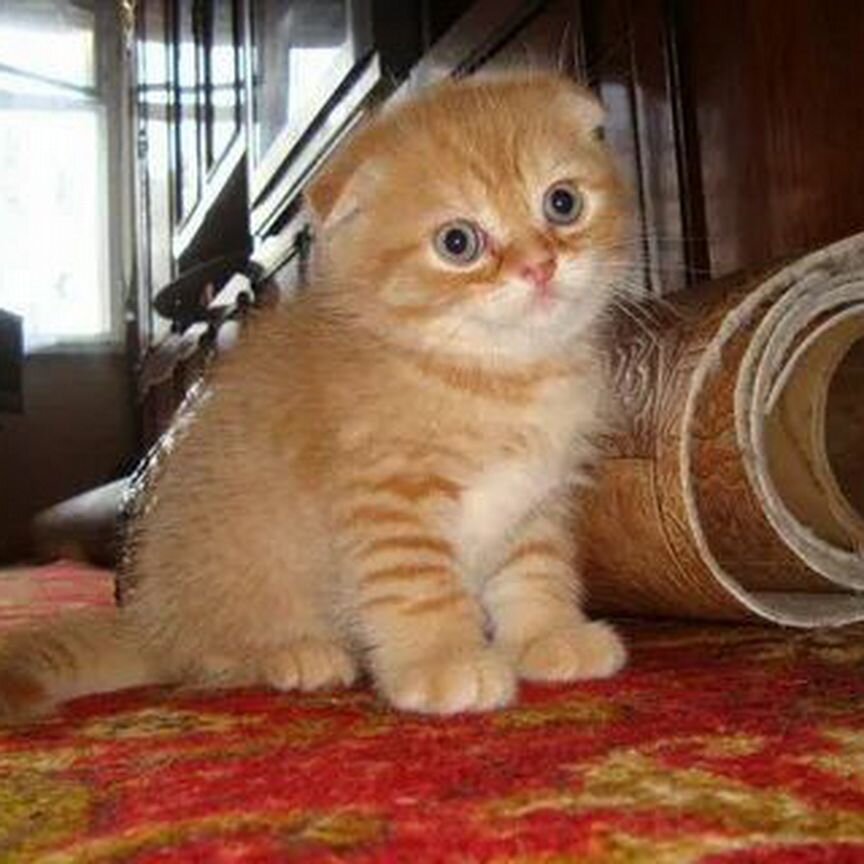 Котики вислоушки