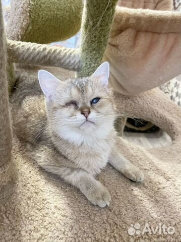 Британская золотая кошка в добрые руки