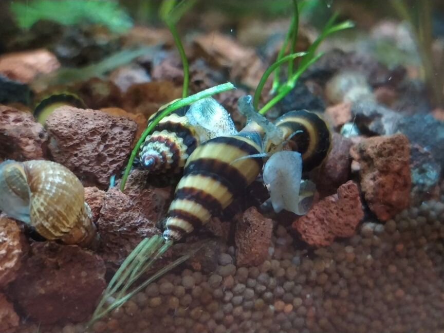 Улитка Хелена