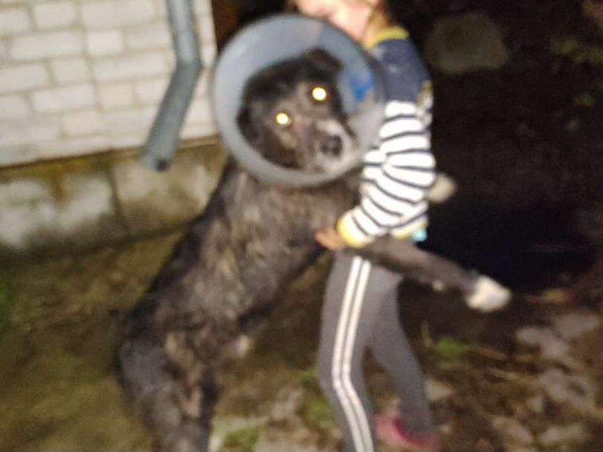 В добрые руки