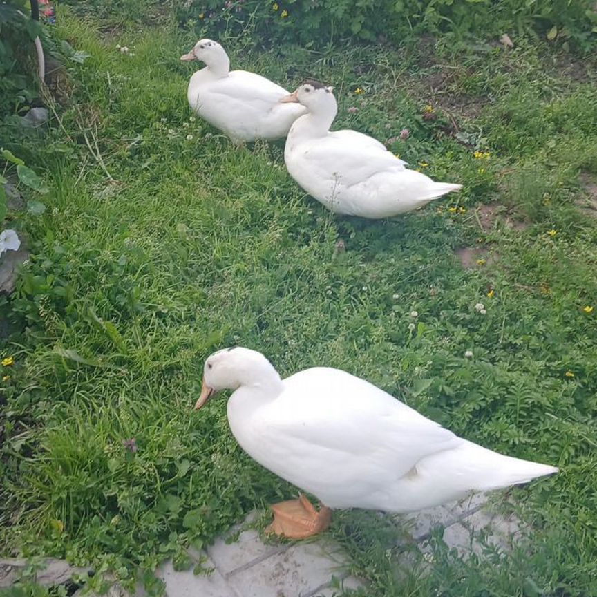 Муларды утки