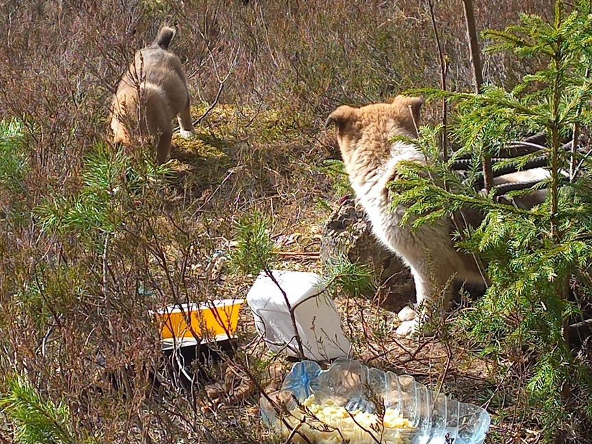 Собака в добрые руки щенок дворняга передержка