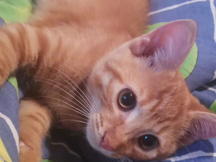 Рыжий котенок