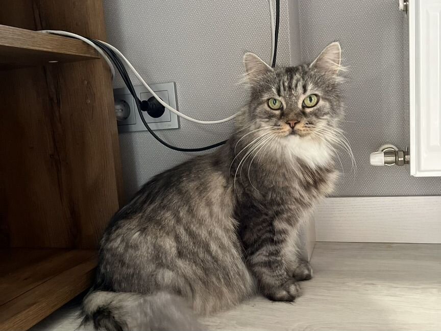 Кошка в дар сибирская