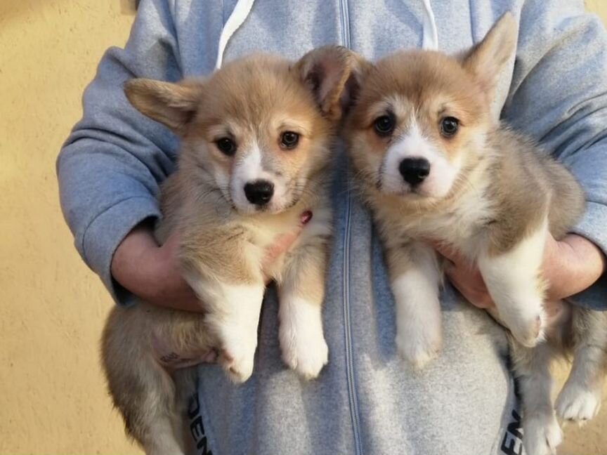 Вельш-корги щенки