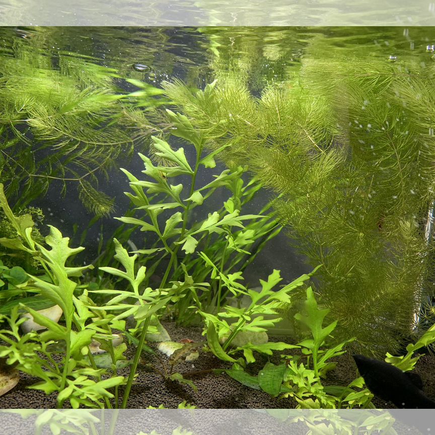 Роголистник, валлиснерия спиральная