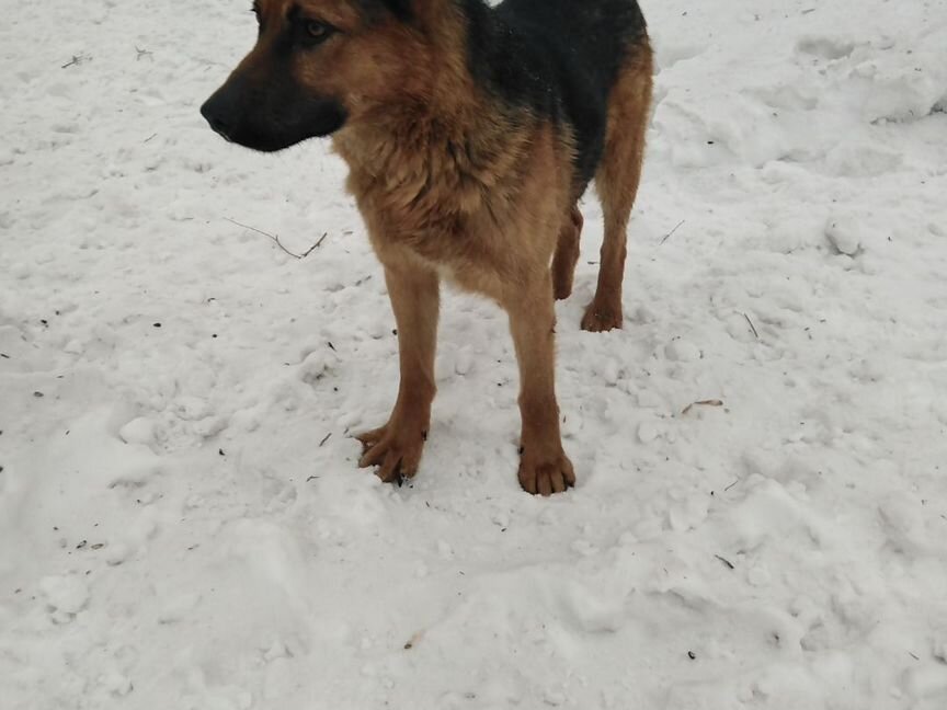 Собака в добрые руки отдам бесплатно