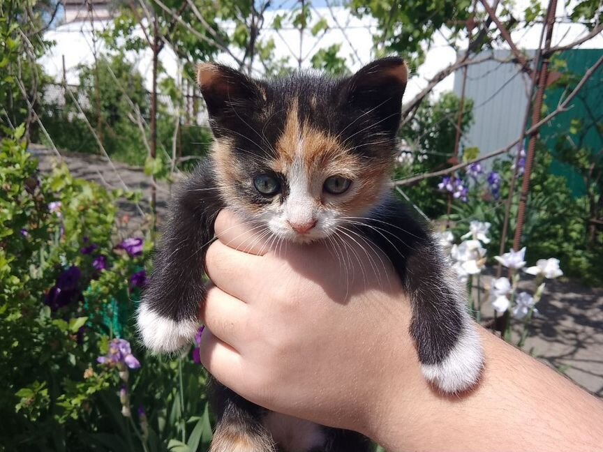 Котята